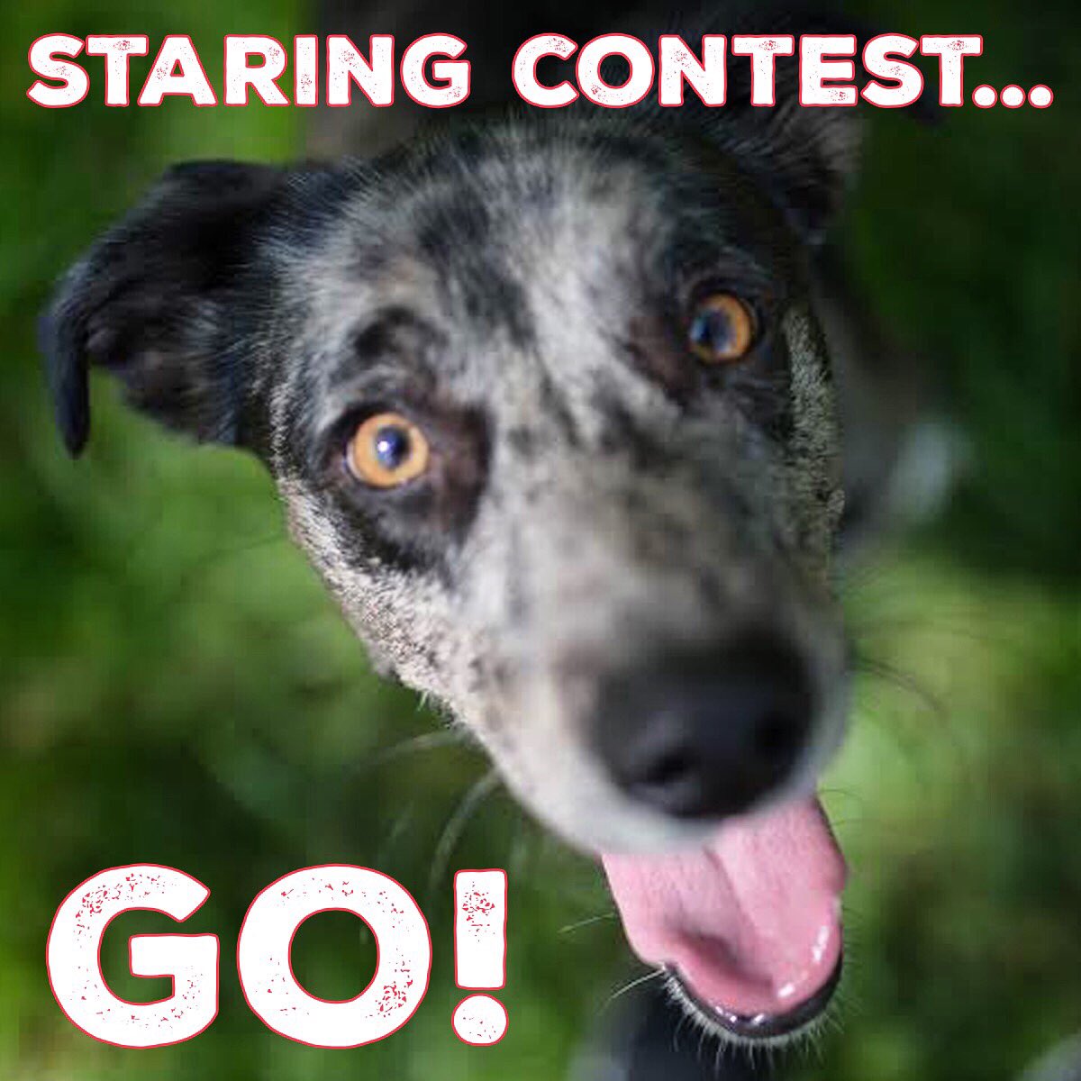 58 best Twitter @muttnation images on Pholder | Too true 😭