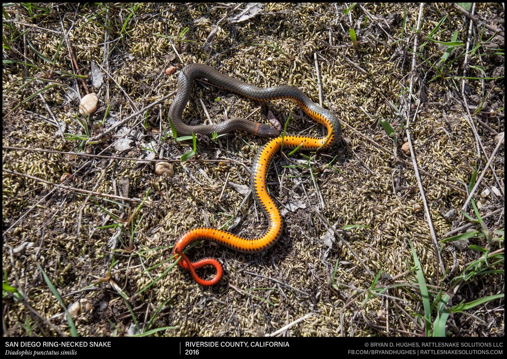 San Diego Snakes Yellow Black
