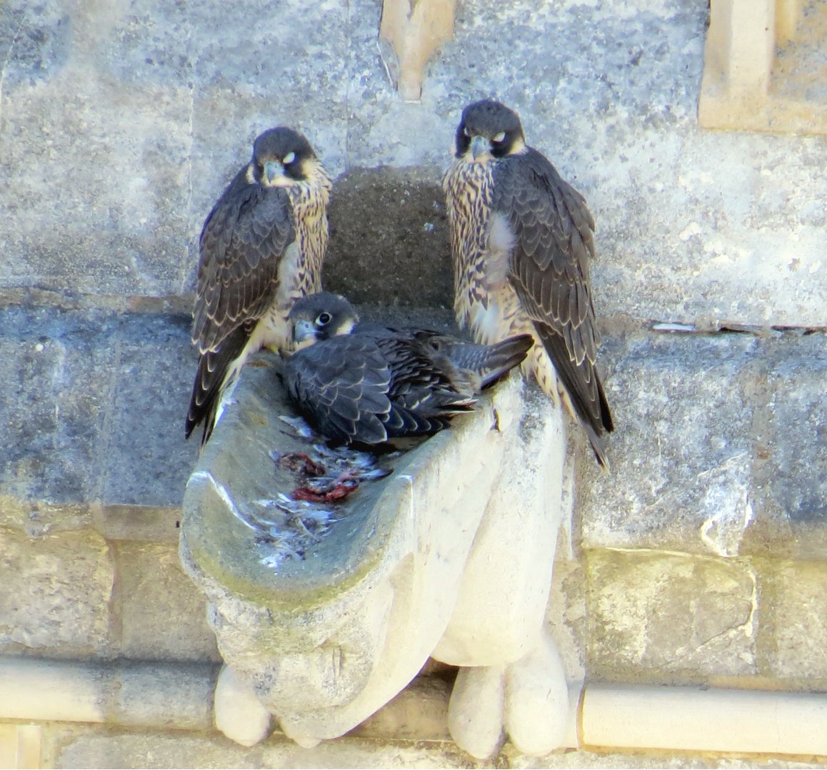 Four Peregrines chicks at York Minster