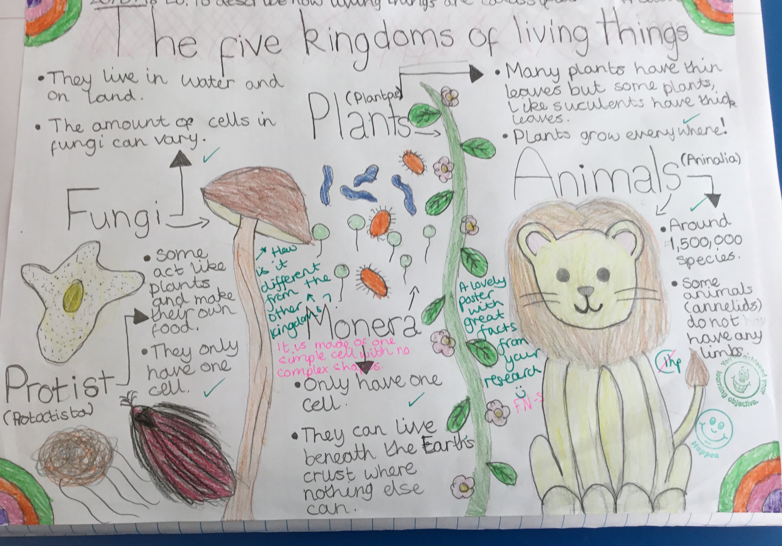 Linnaeus Classification System For Kids