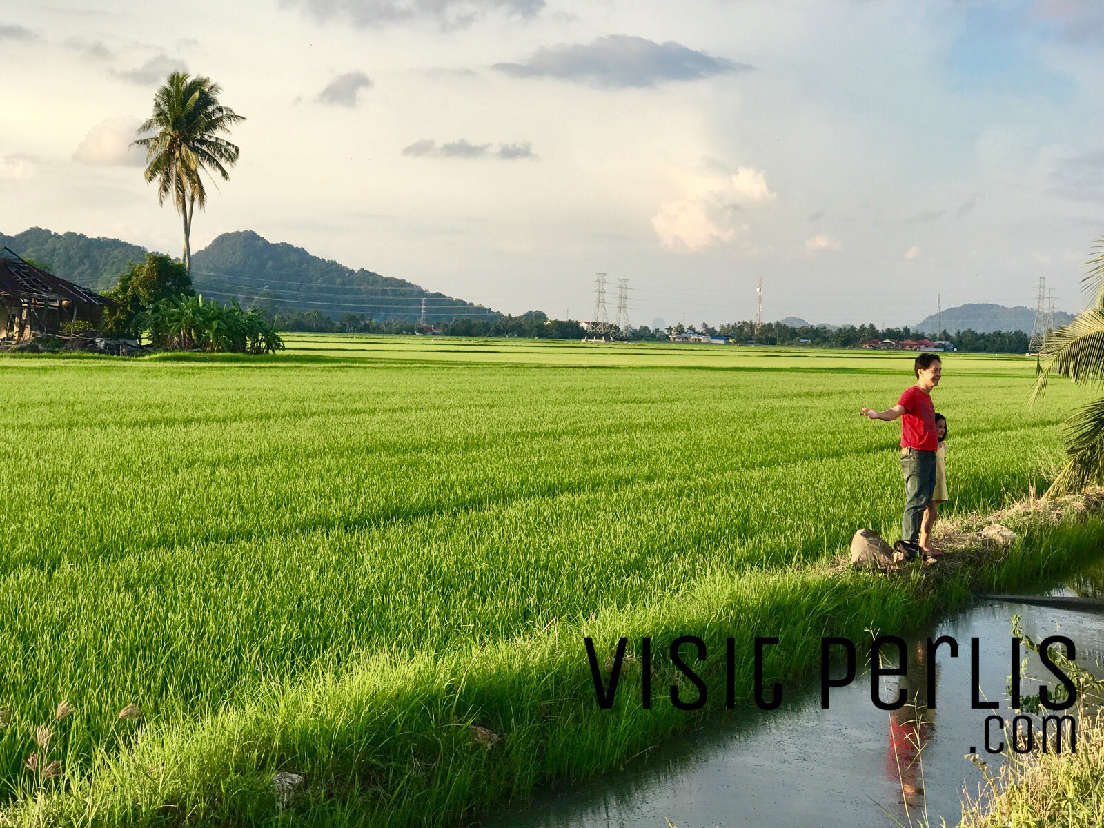Wallpaper Pemandangan Sawah Padi