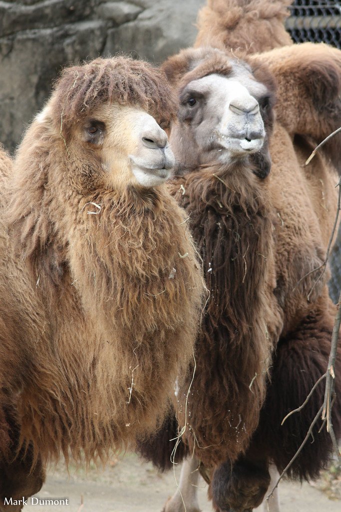 Bactrian Camels Habitat