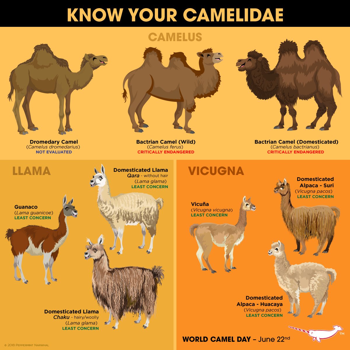 Camel Family Tree 14+ Thousand Camelid Royalty Free Images, Stock