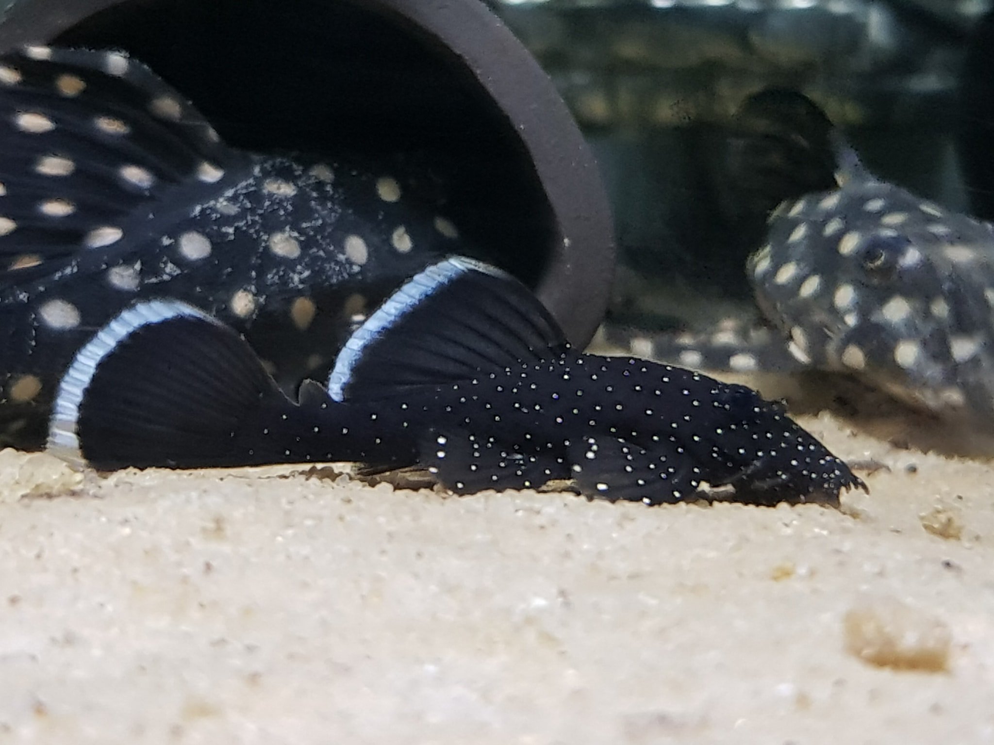 Starlight Bristlenose Pleco