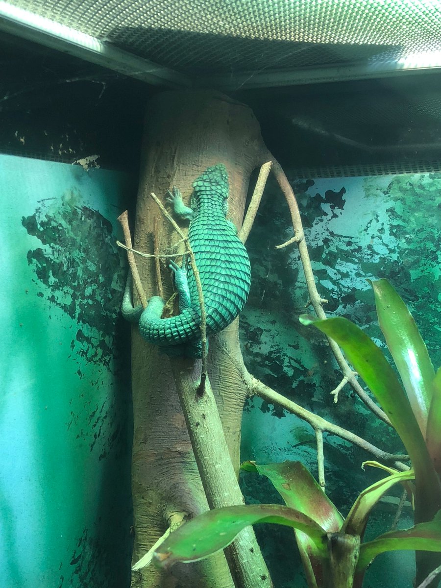 Blue Alligator Lizard