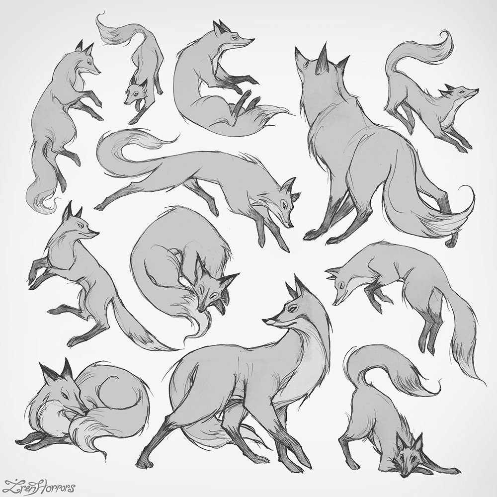 Fox Anatomy For Artists