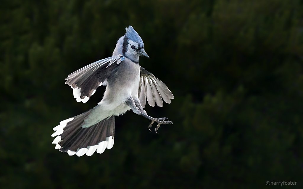 Blue Jay Landing