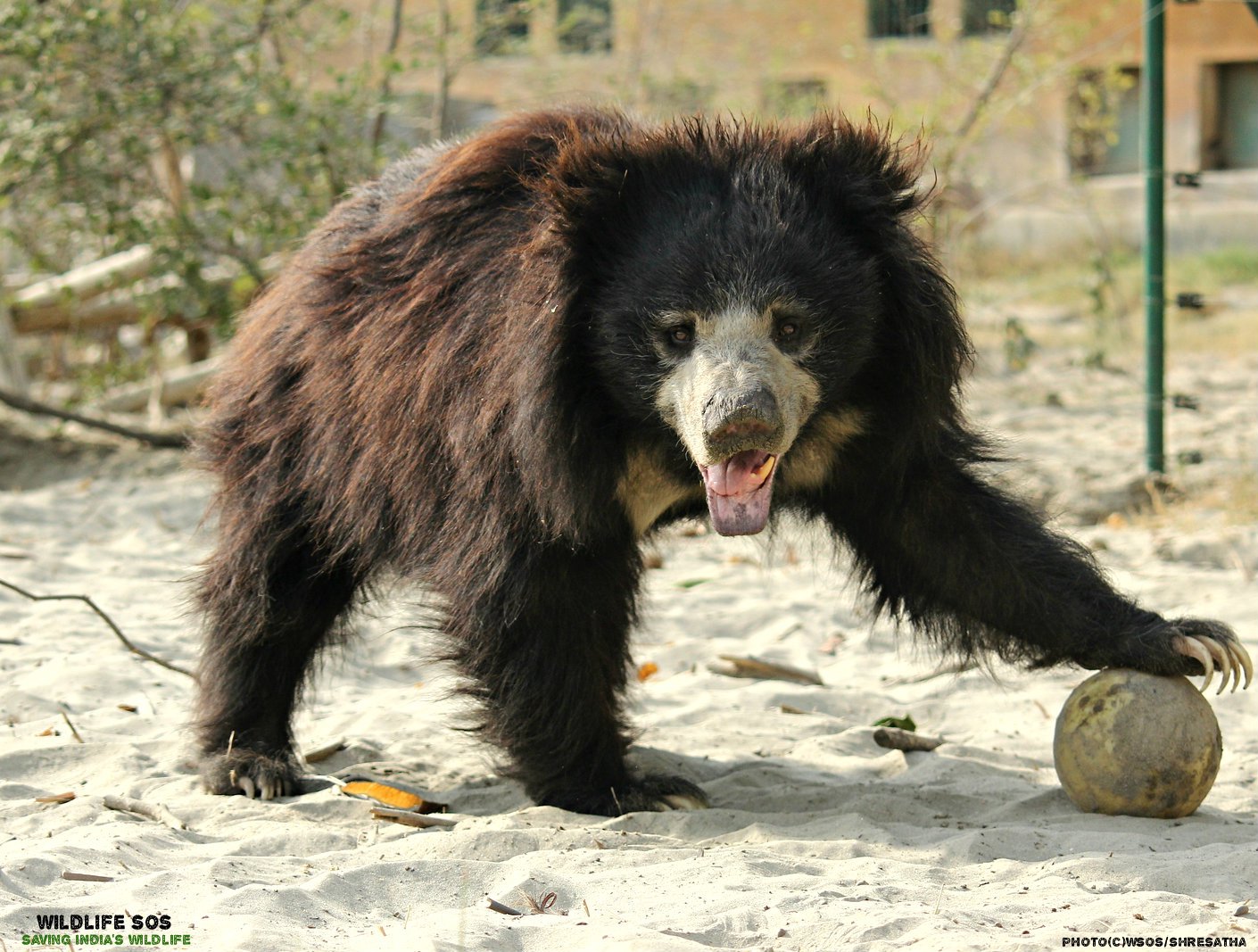 Dancing Sloth Bear Last Dance Of The Sloth Bear: We Have To Save The