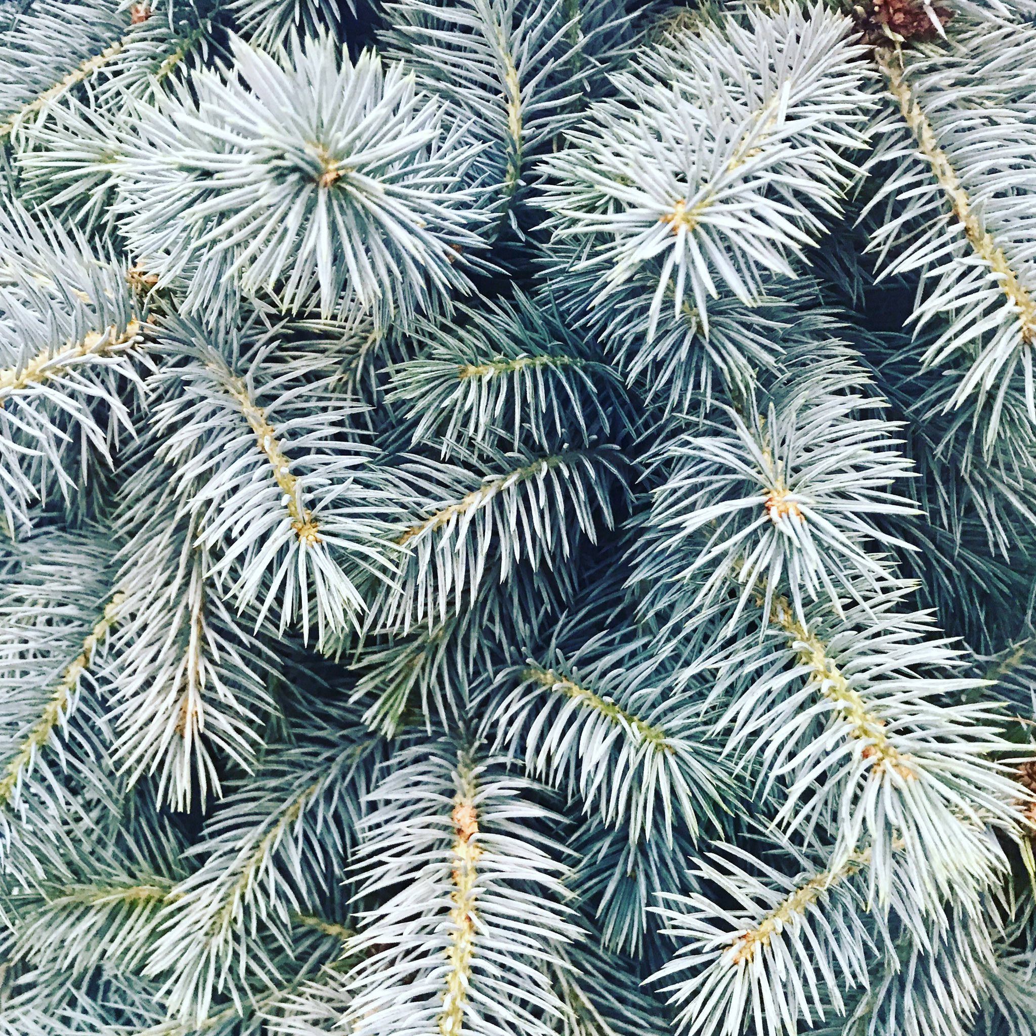 Idaho blue spruce store