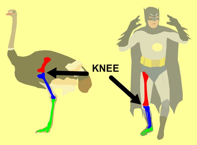 People With Backwards Legs