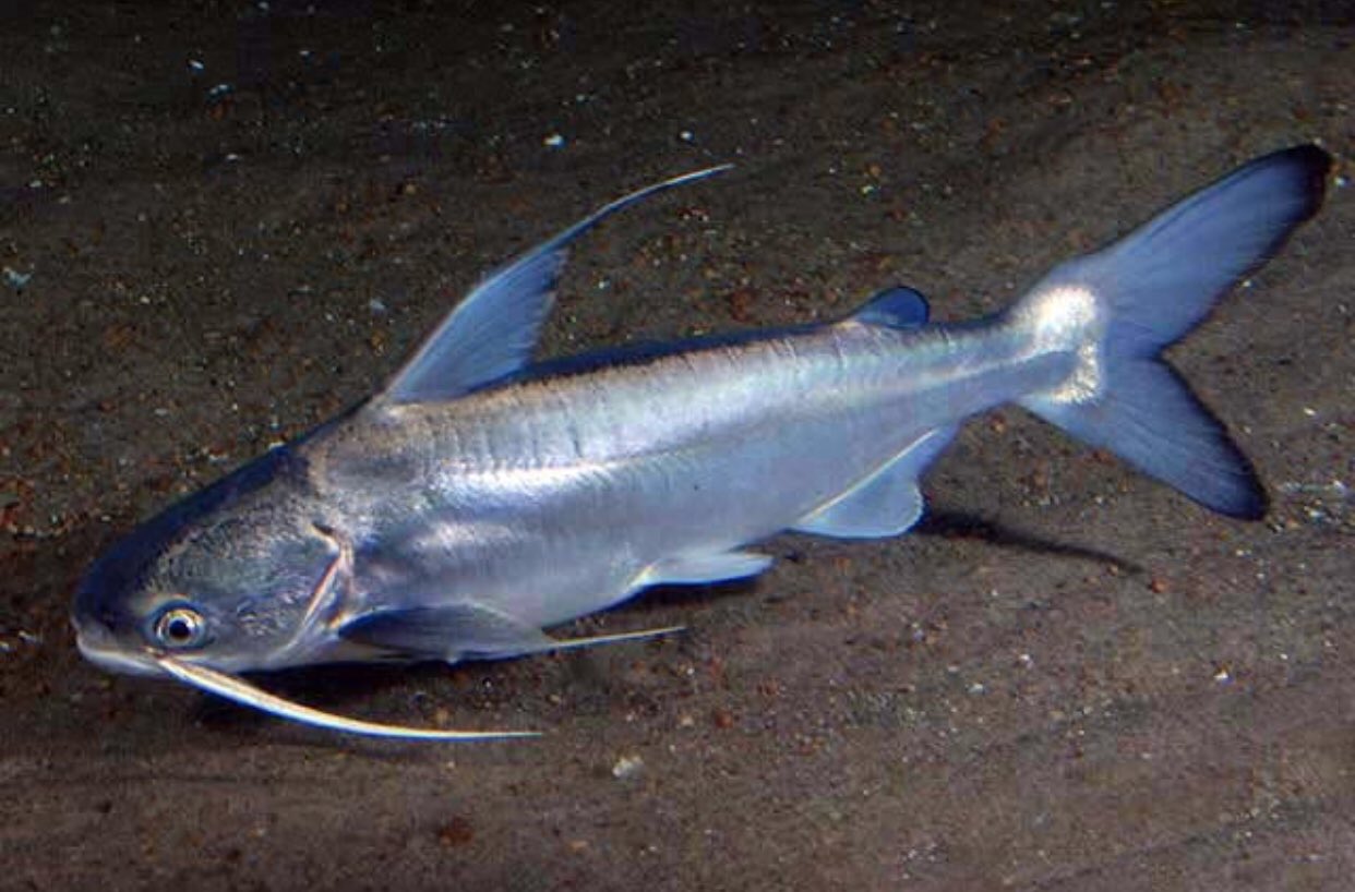 Gafftopsail Catfish