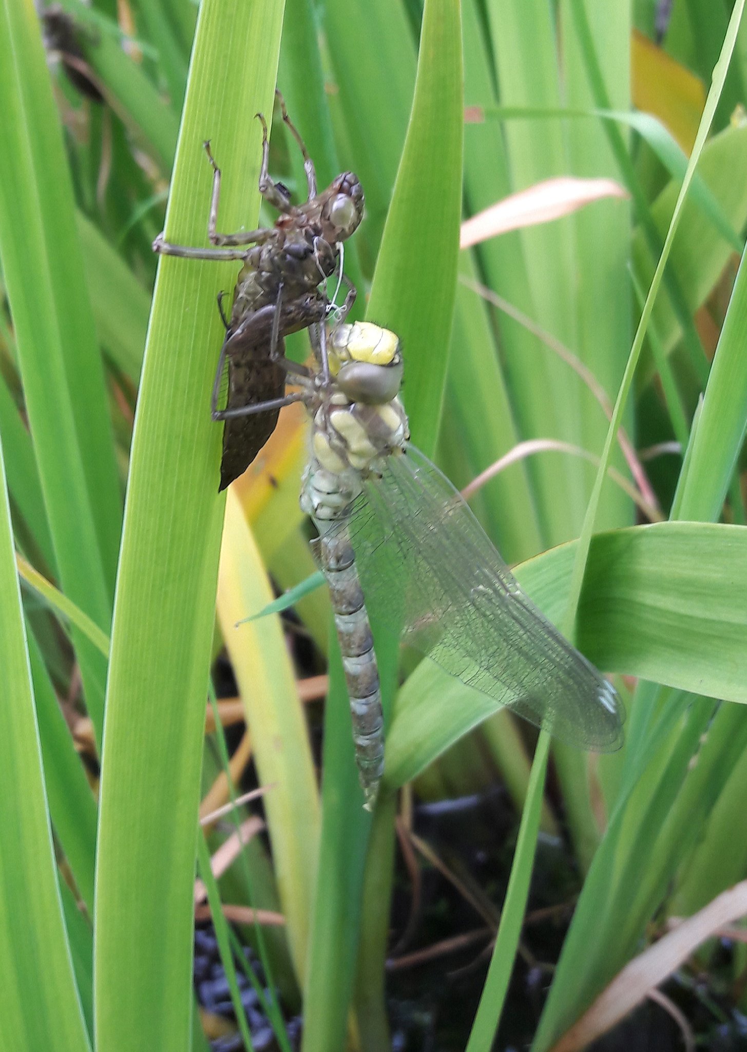 Dragonfly Emerging From Nymph