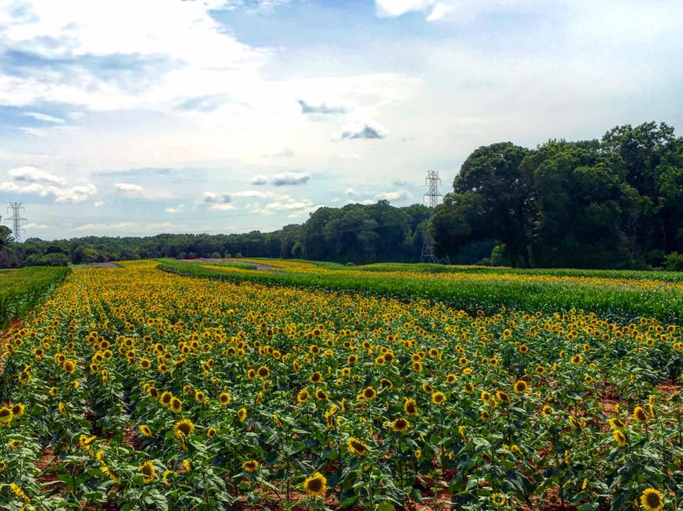 3 best Twitter @scdnr images on Pholder | The 🌻🌻🌻 are in full bloom at ...