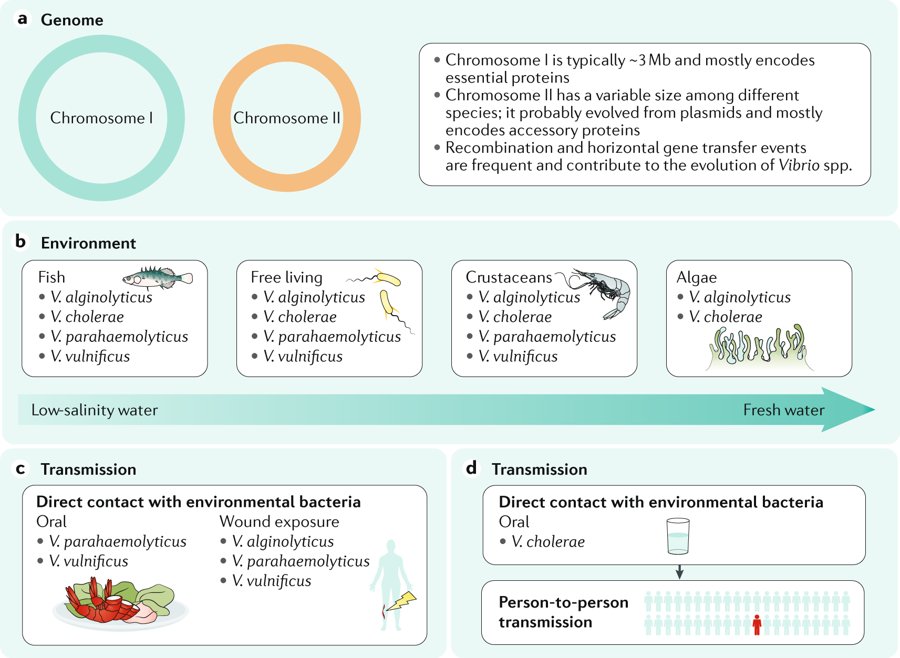 Cholera Transmission Cycle