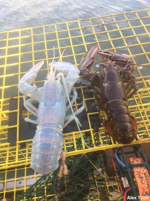 Chimera Lobster