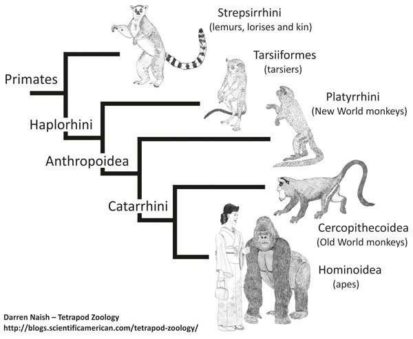 Primate Cladogram