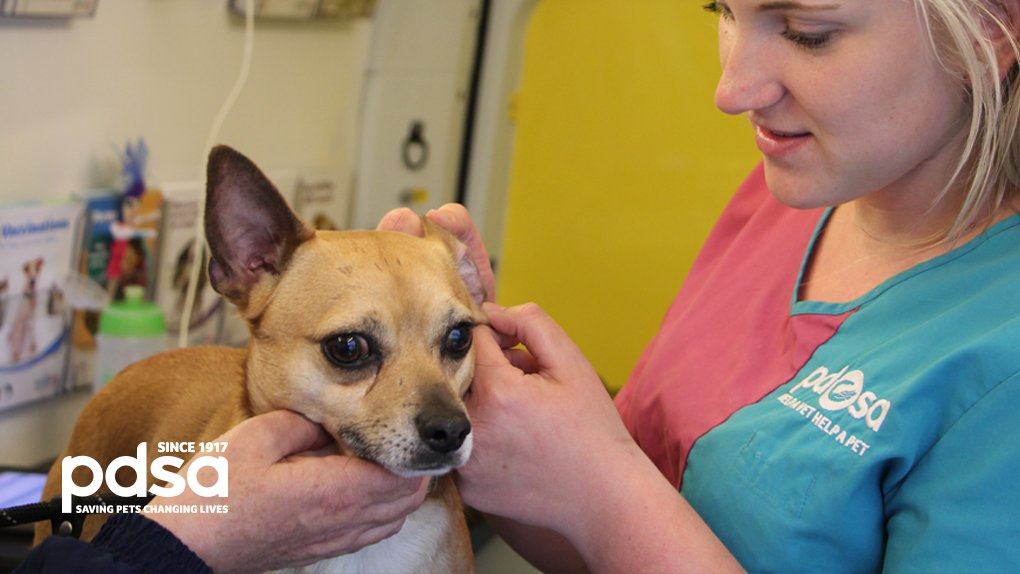 Can Azo Be Given To Dogs