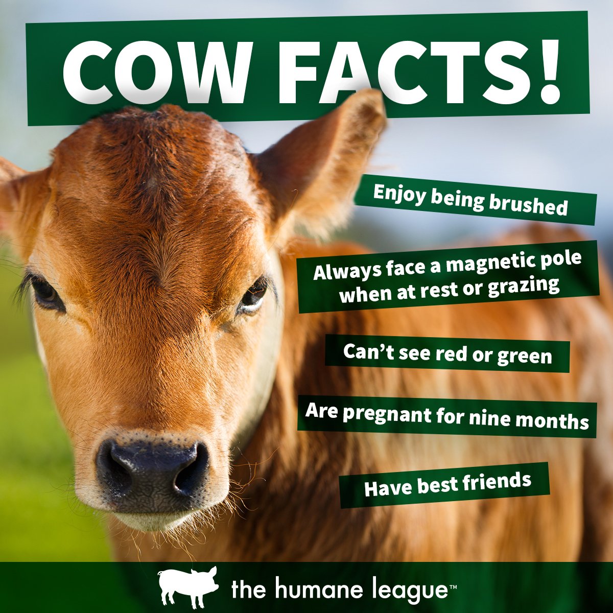 Interesting Facts About Cattle Fun Facts Facts