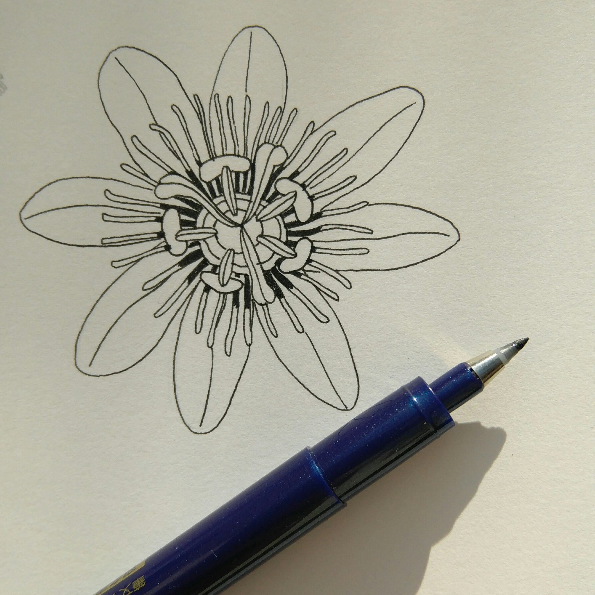 Passion Flower Drawing