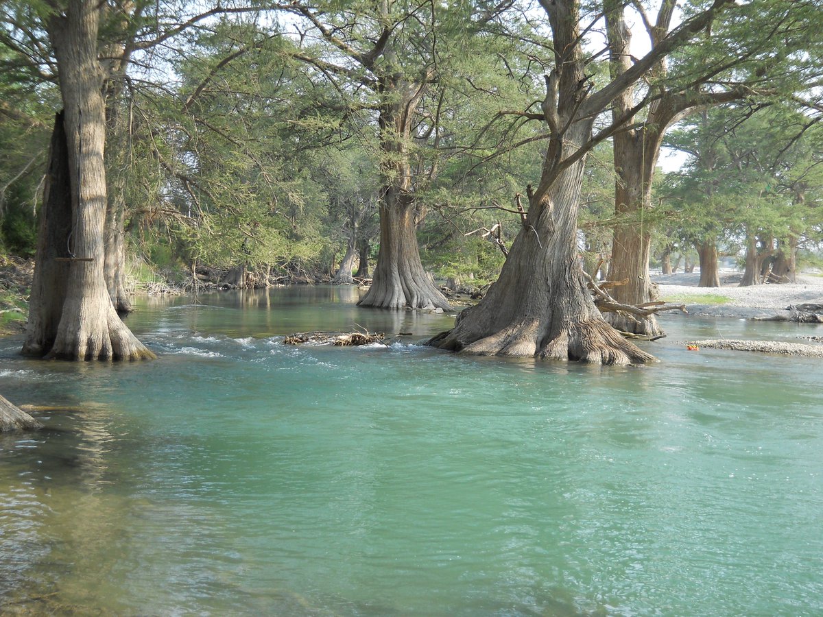 el ahuehuete o sabino (taxodium huegelii) es un árbol emblemático de ...