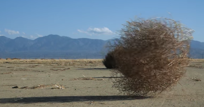 Chamizos : Últimas noticias y actualidad en vivo - Scoopnest