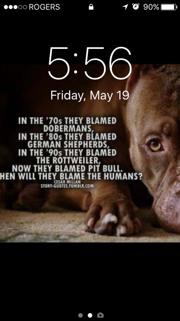 Pitbull Dog Quotes Tumblr