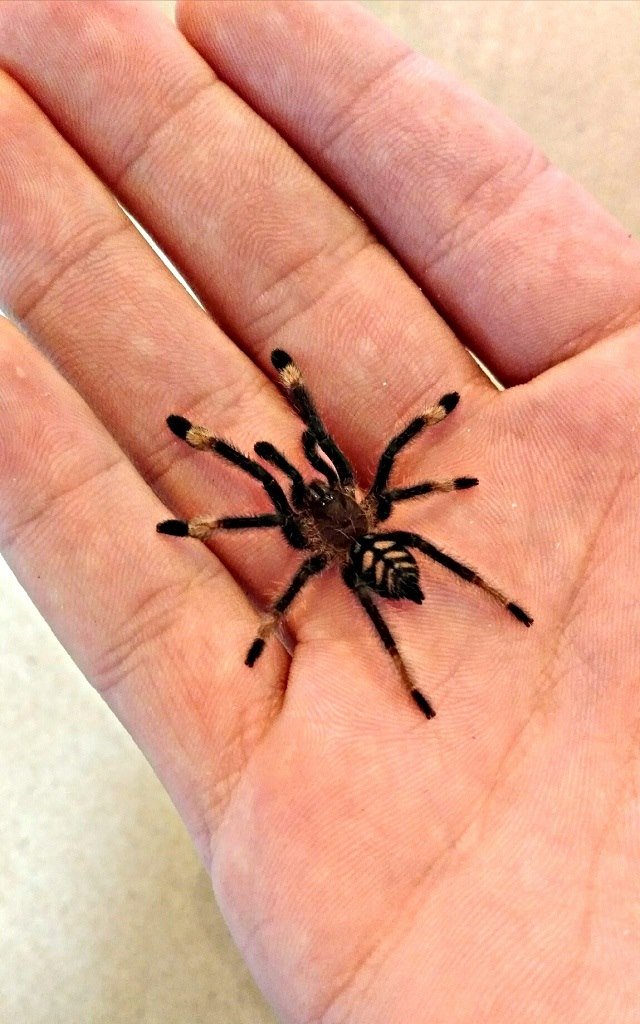 Suntiger Tarantula