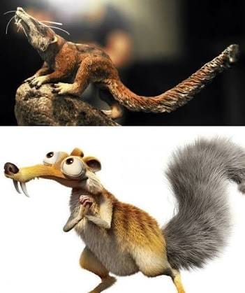 Dentes De Esquilo Terrestre Esquilo Terrestre De Manto Dourado