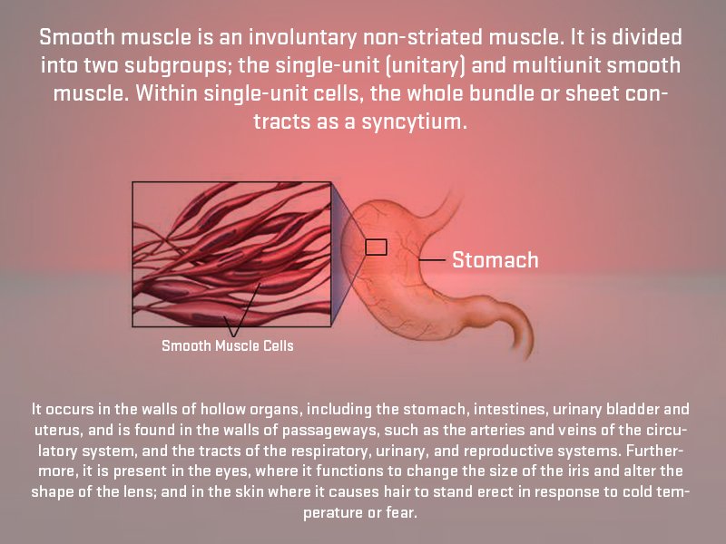 Smooth Muscle Stomach