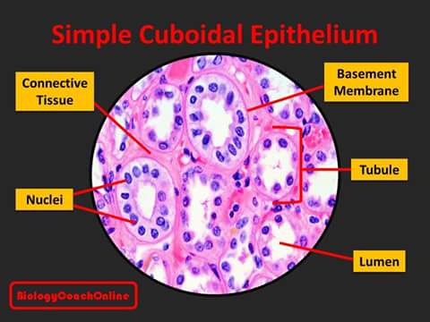 Simple Cuboidal Epithelium Labeled Basement Membrane