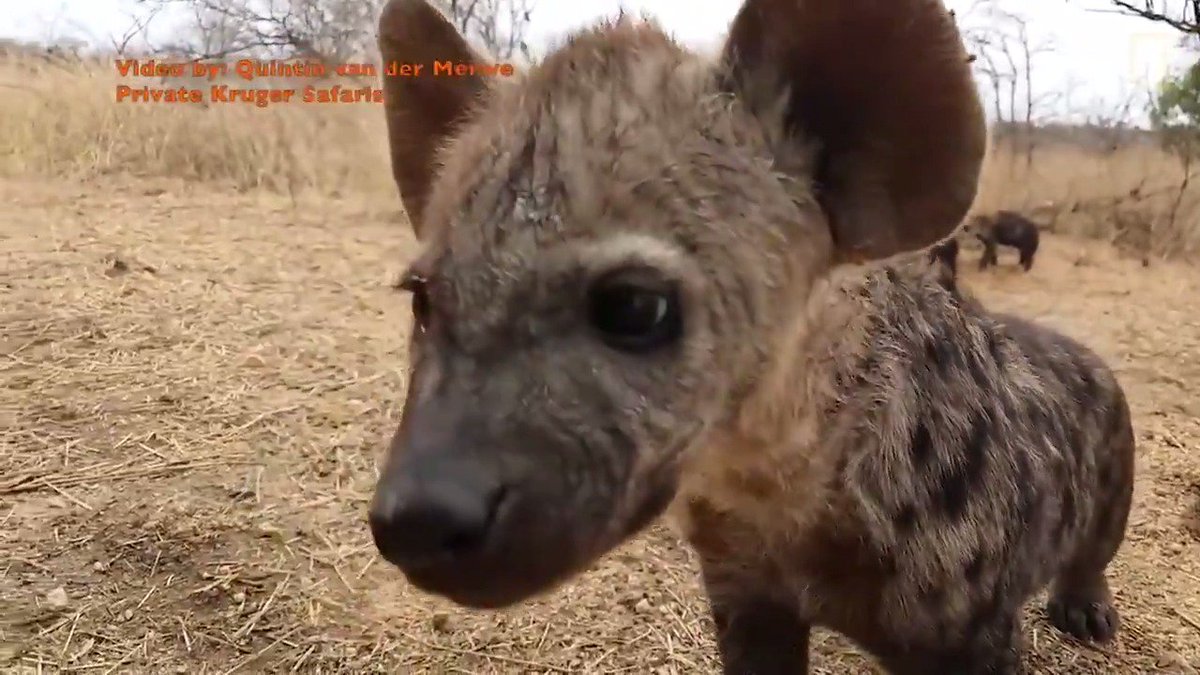 Spotted hyenas grow up in matriarchal clans with some of nature's most ...