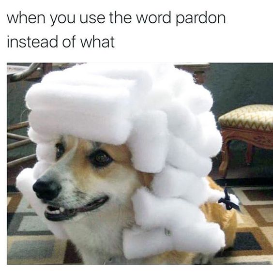 Wut Dog Meme