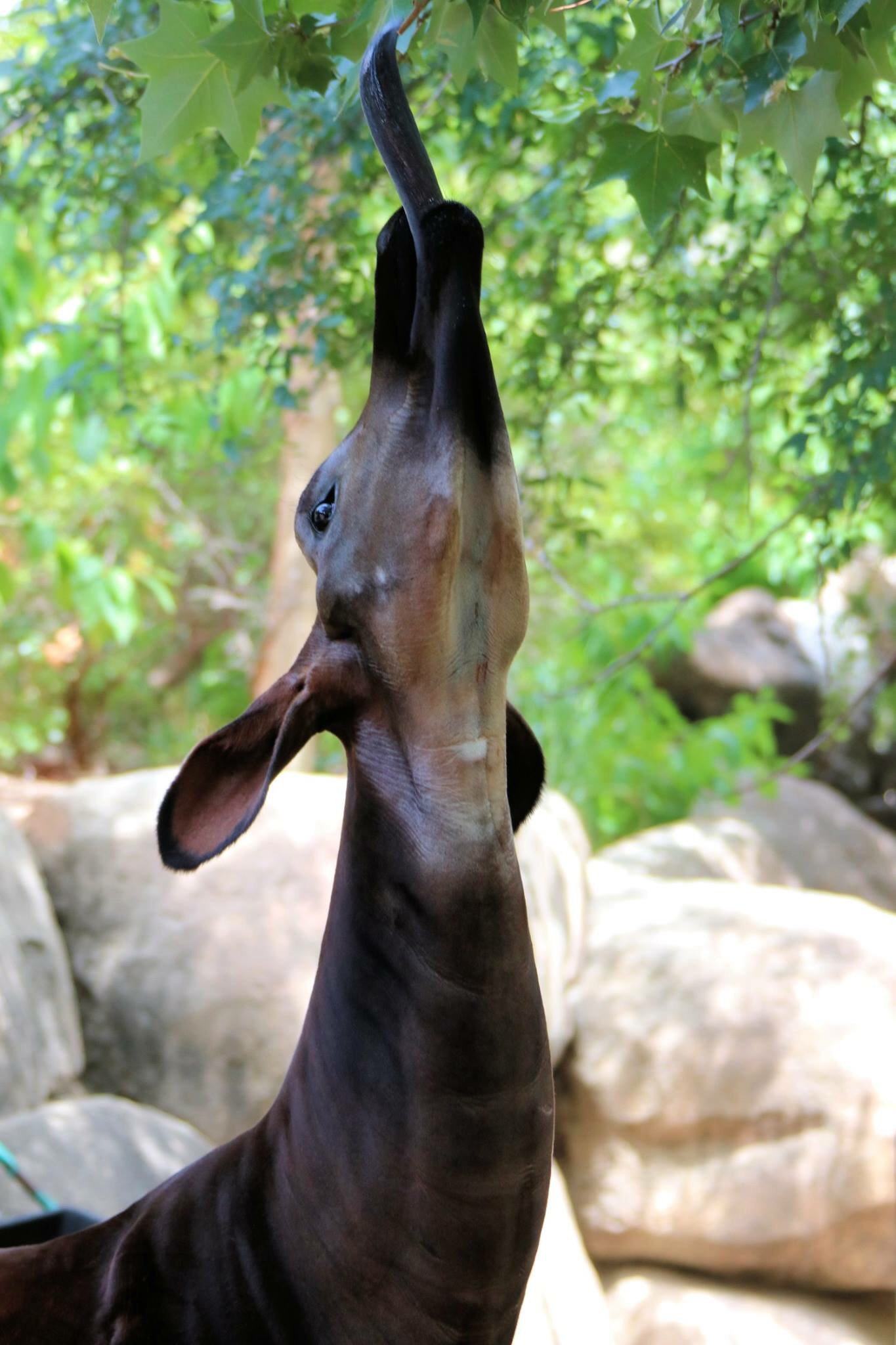 Okapi Tongue
