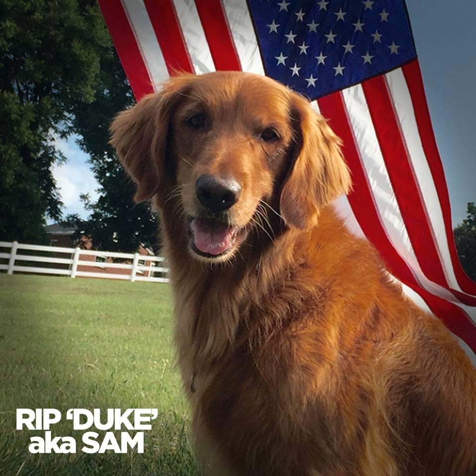 RIP DUKE: Dog actor that portrayed beloved Duke from Bush's Baked Beans ...