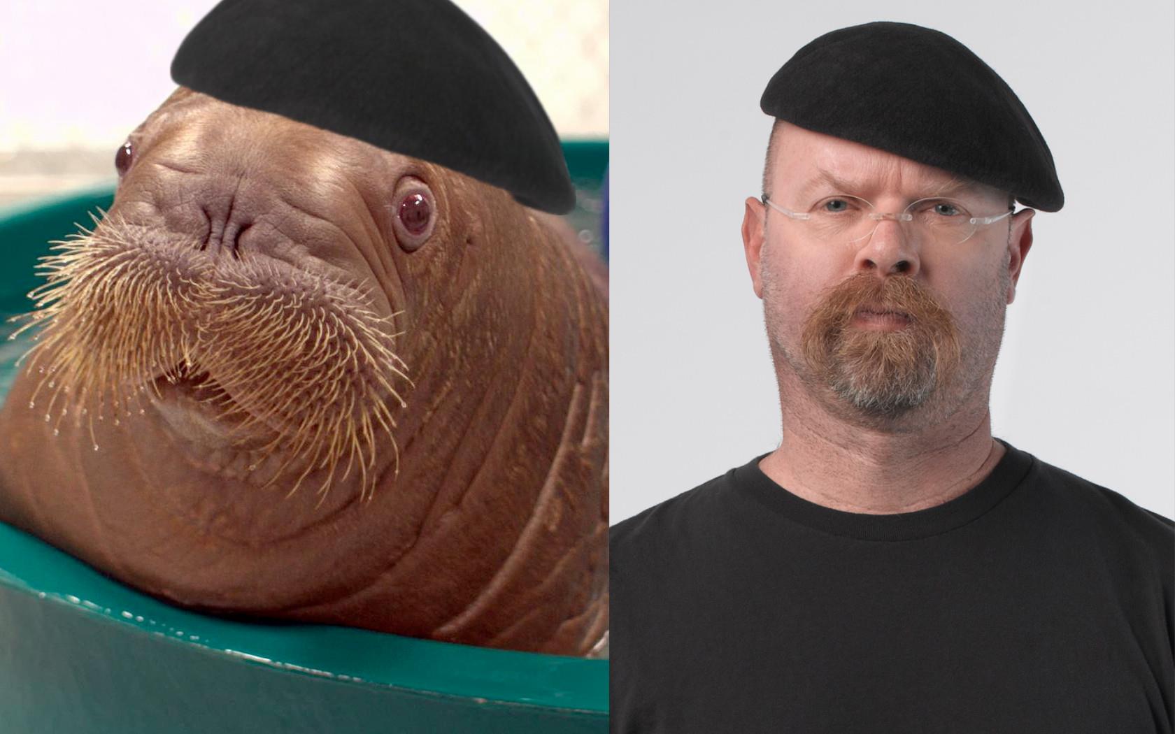 Mythbusters Walrus