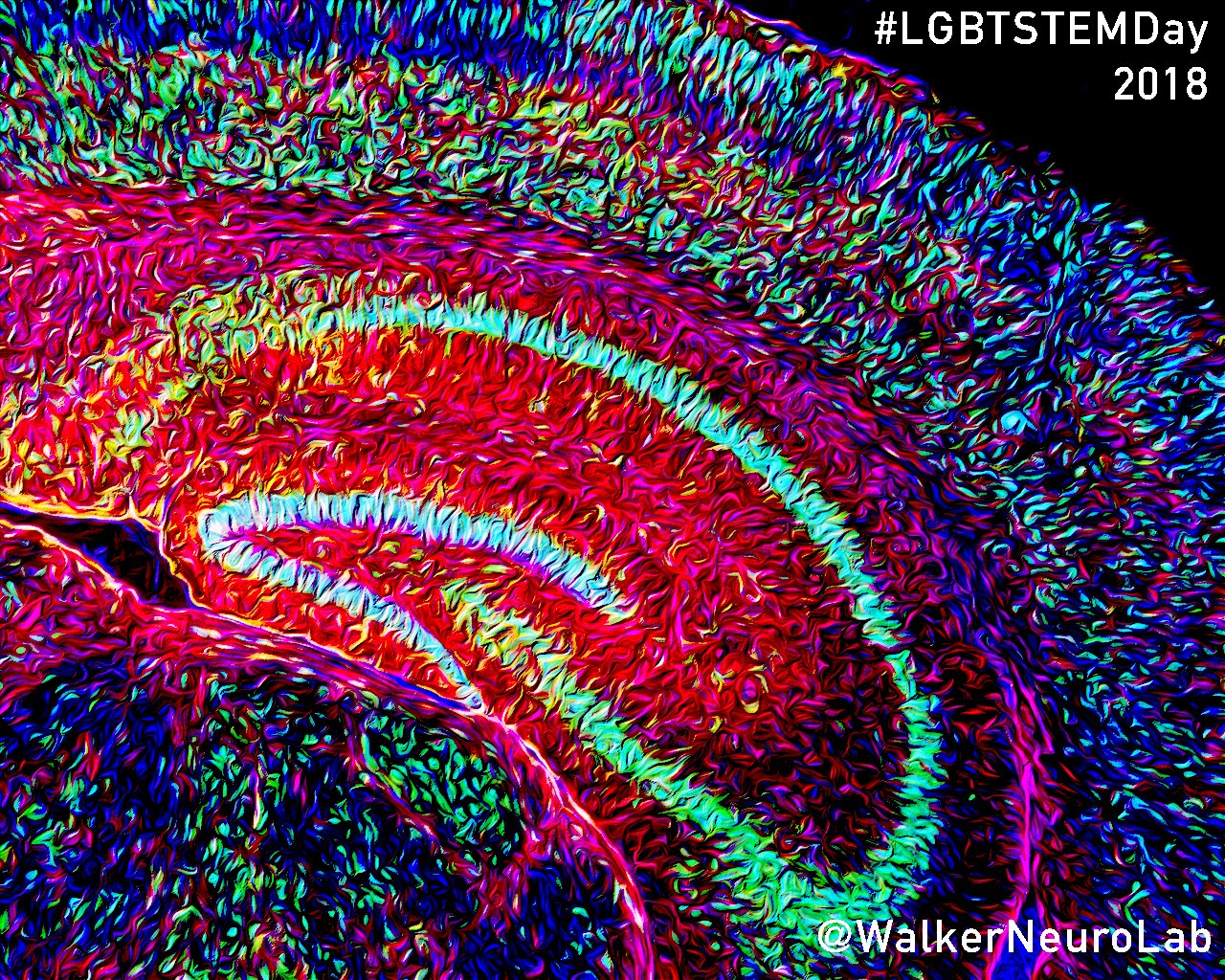 Rainbow The Hippocampus