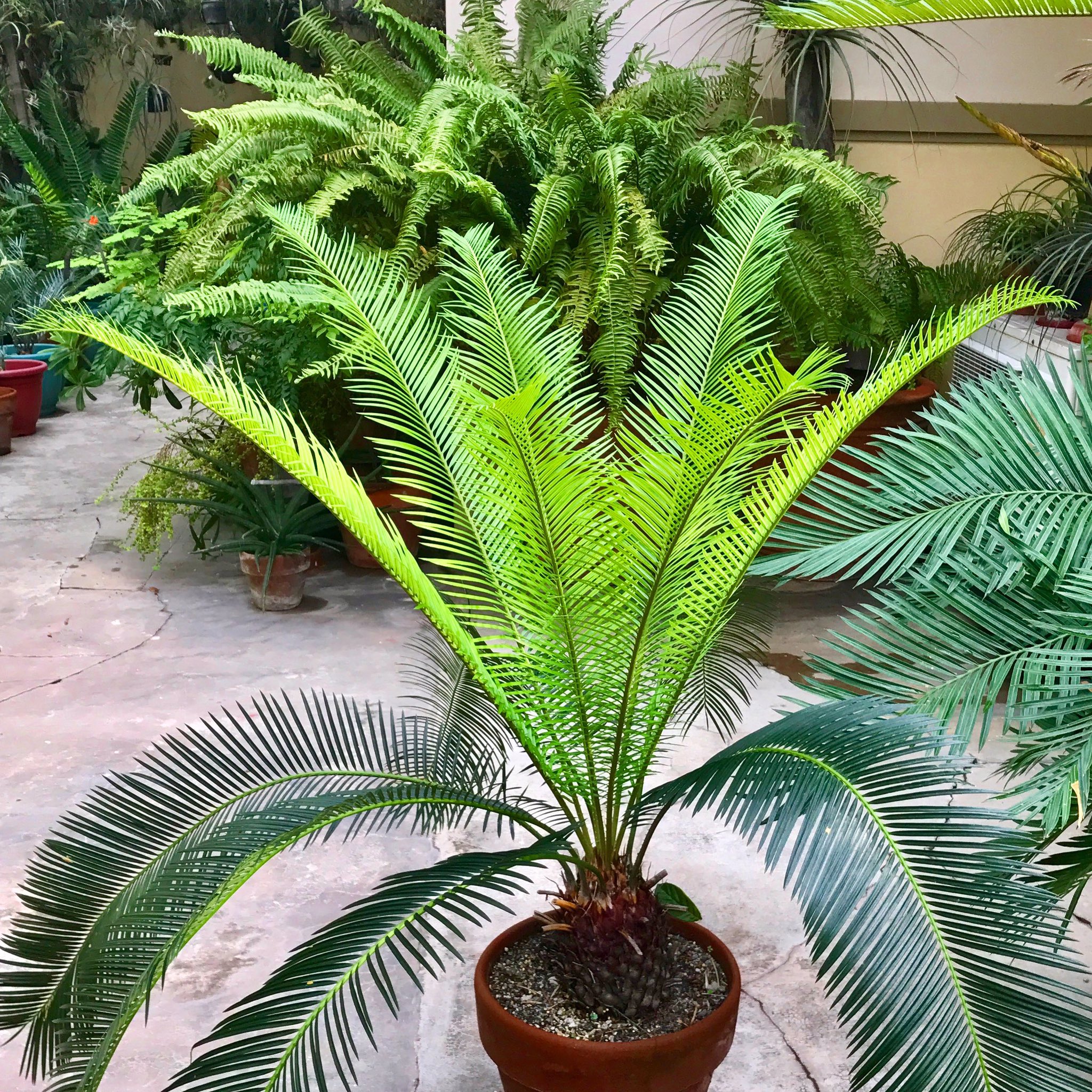 Cycas Taitungensis