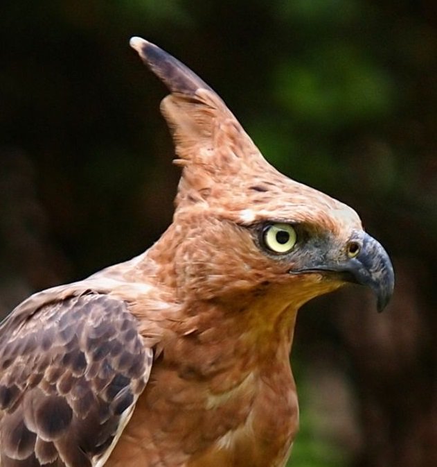 Javan Hawk Eagle