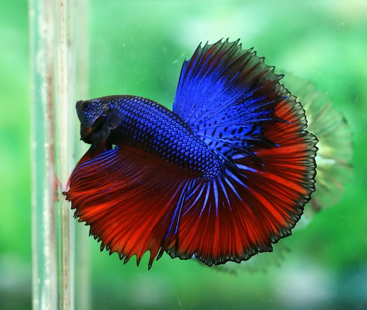 Half Moon Betta Blue And Red
