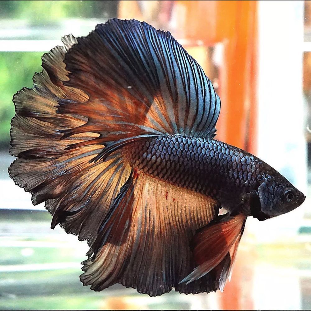 Rosetail Betta