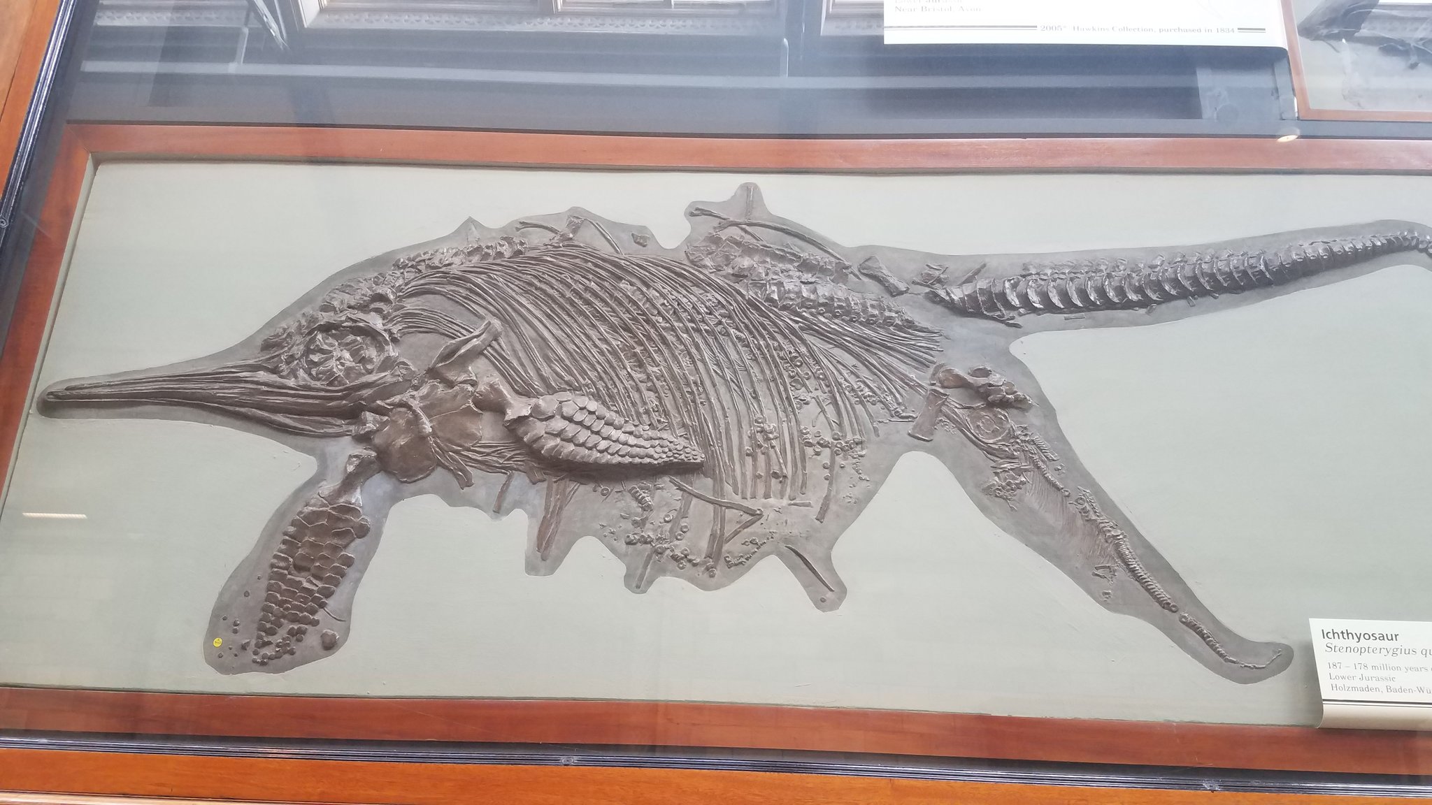 Ichthyosaur Giving Birth Fossil