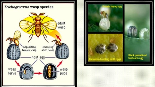 Trichogramma Chilonis Life Cycle