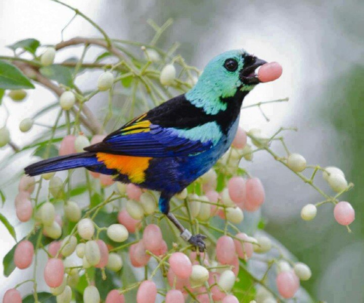 Seven Colored Tanager