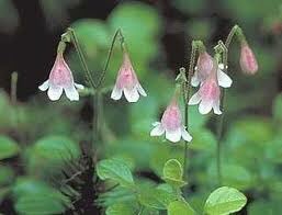 Swedish National Flower