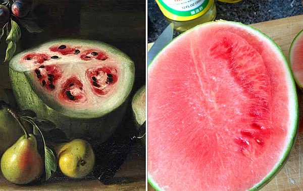 Undomesticated Watermelon PLANT PROTEIN: Emerging Plant Protein Of The