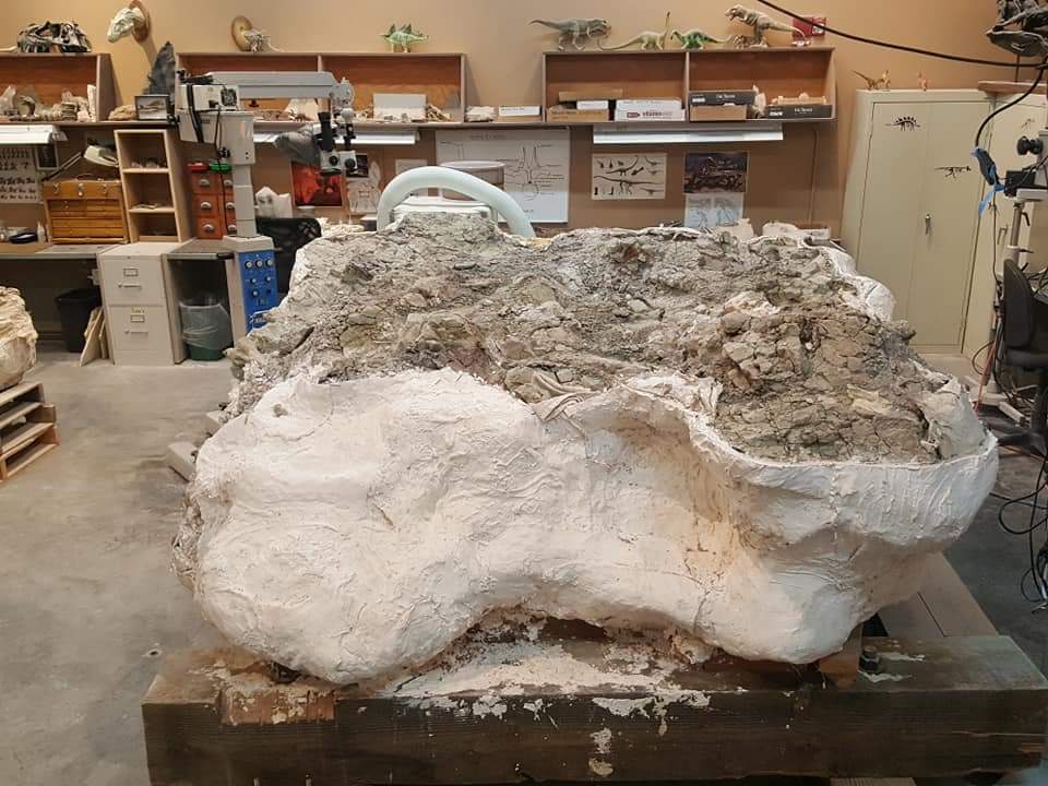 Utahraptor Ostrommaysorum With Images Prehistoric