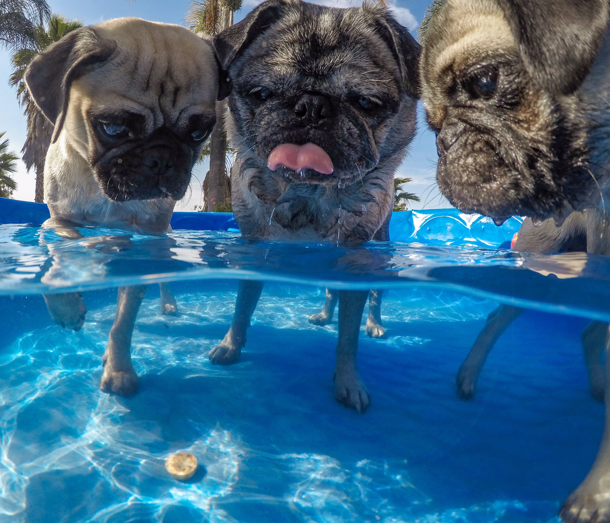 Can A Pug Swim