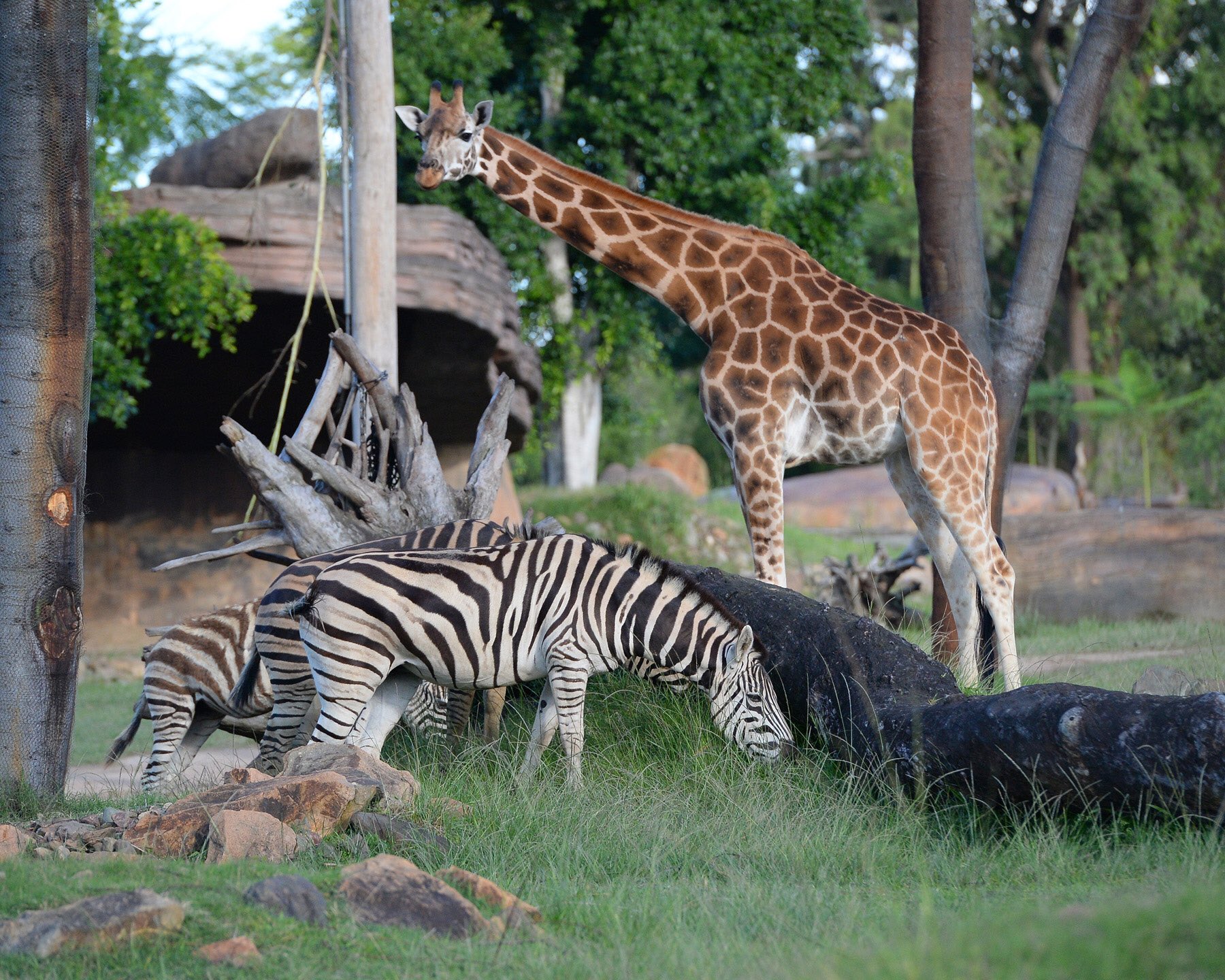 Zebras And Giraffes Together
