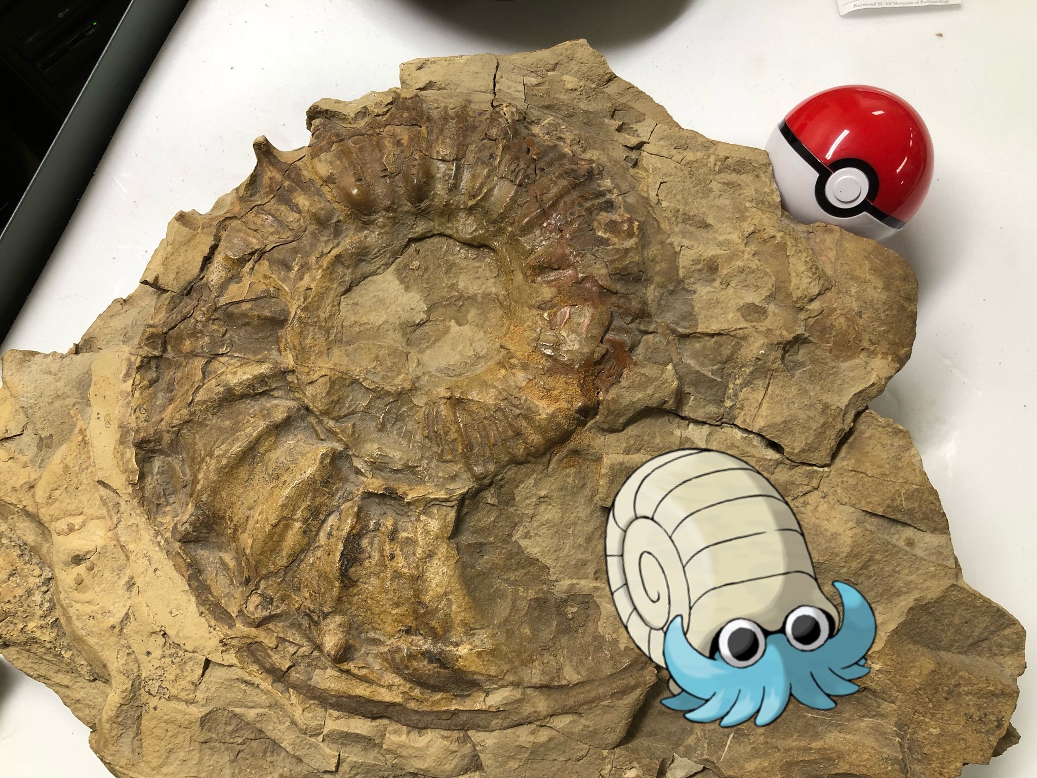 Real Helix Fossil