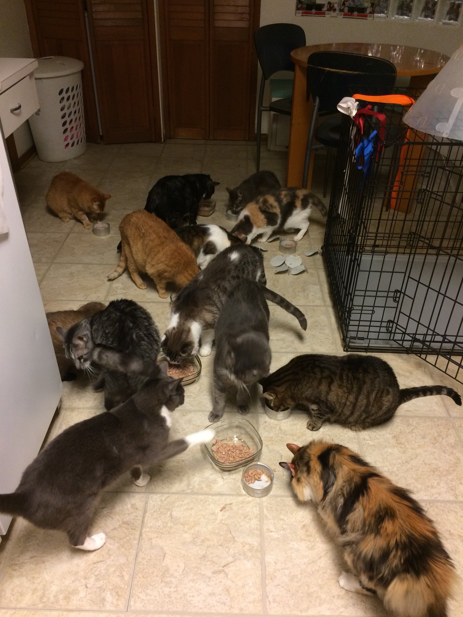 Paula Poundstone Cats